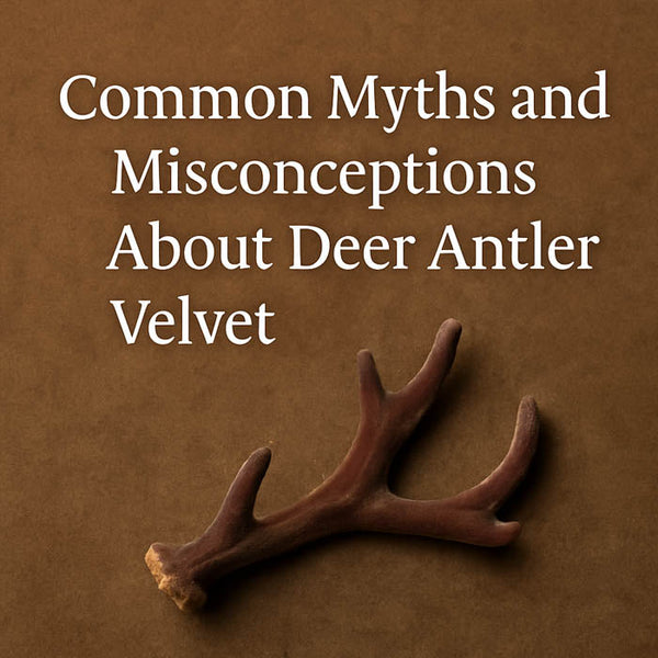 Understanding the Growth Cycle of Deer Antlers and Velvet Formation